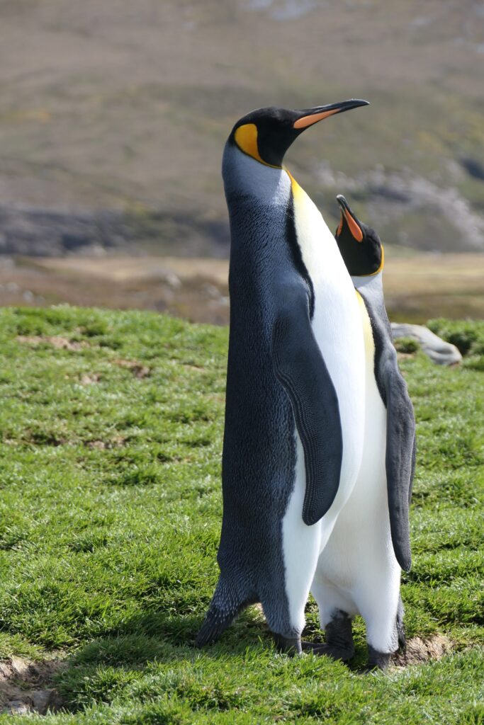 Collaborative working and clinical outcomes | PsychWorks Associates